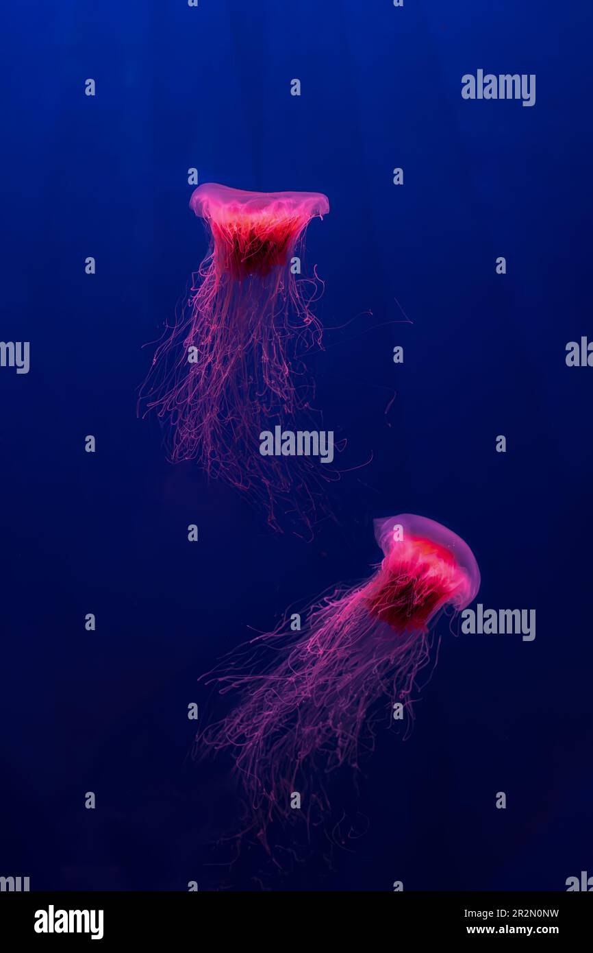 Deux méduses fluorescentes nageant piscine sous-marine aquarium avec ...