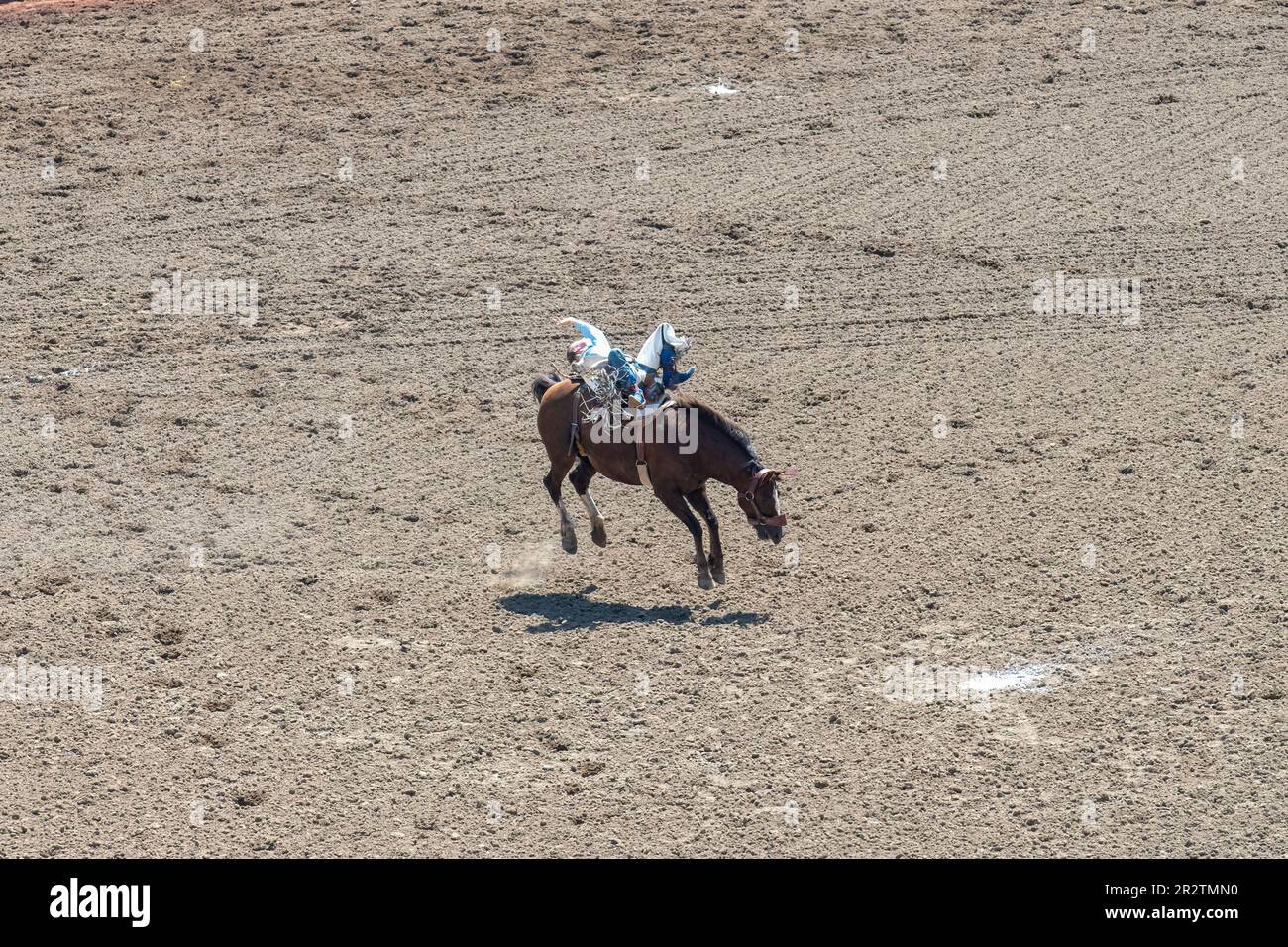 Gros plan d'un cow-boy bronc à cheval ou de selle bronc à cheval (bronc ...