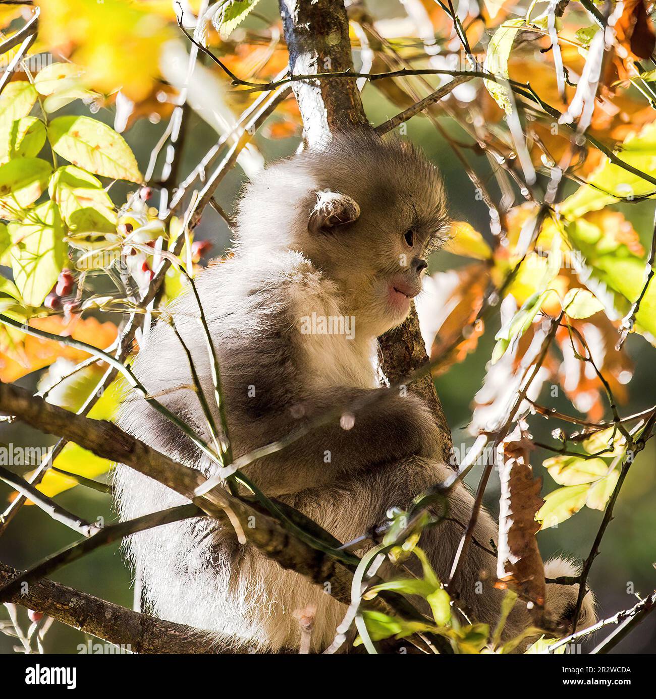 Rhinopithecus bieti Banque de photographies et d’images à haute ...