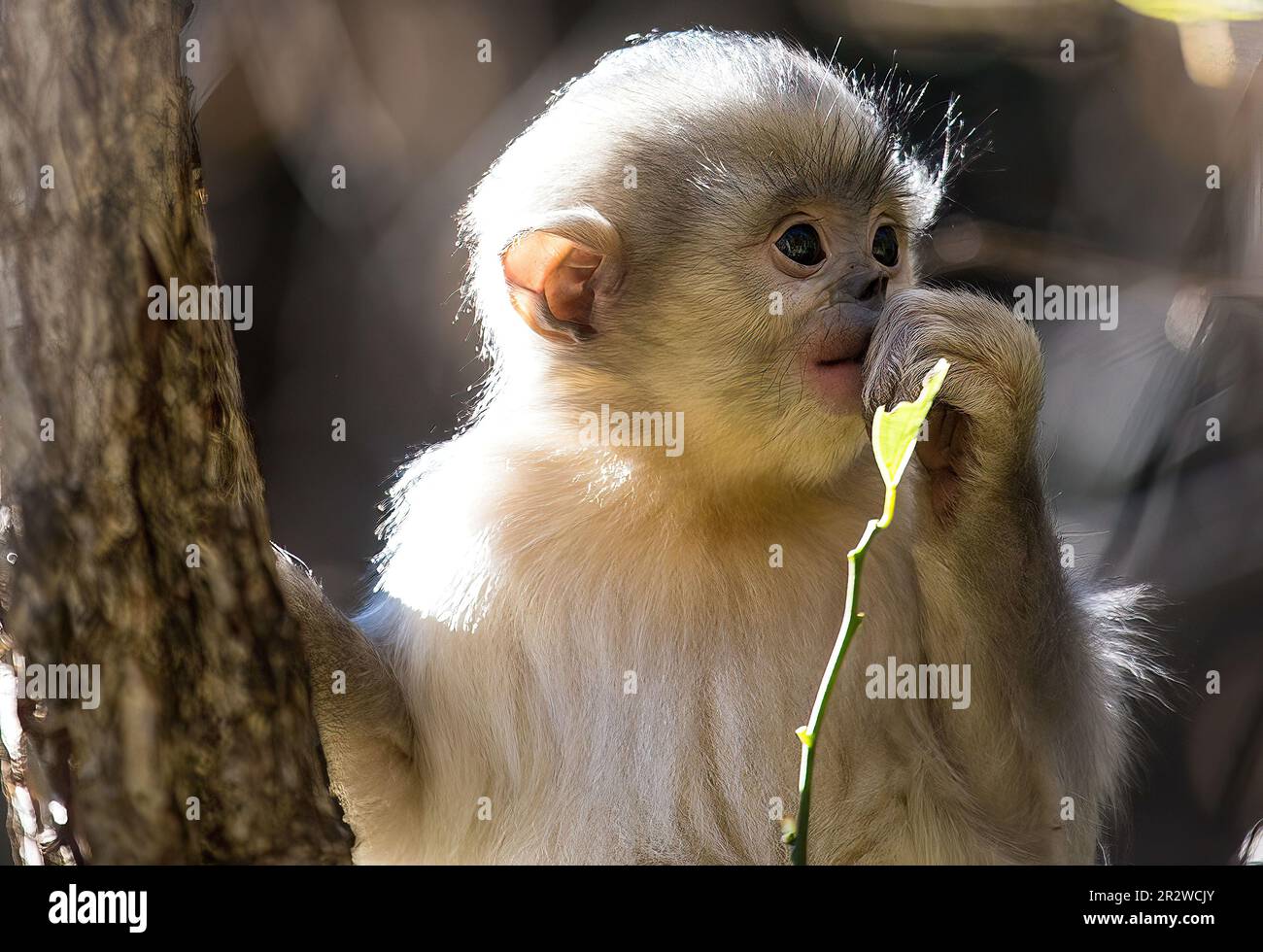 Rhinopithecus bieti Banque de photographies et d’images à haute ...