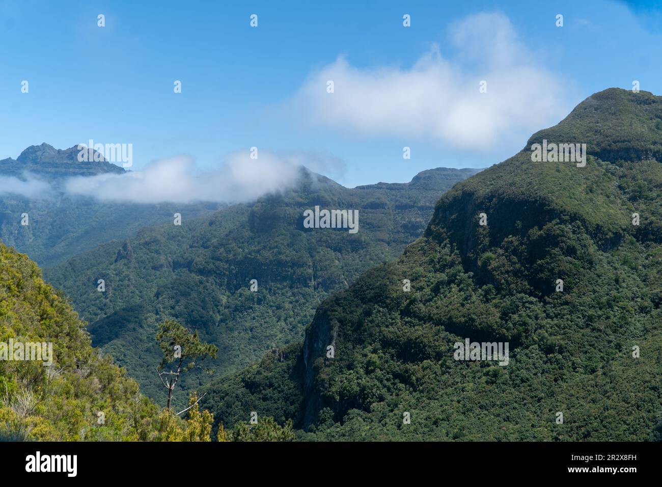 Vue panoramique sur collines avec forêt laurifère sur l'île de Madère ...