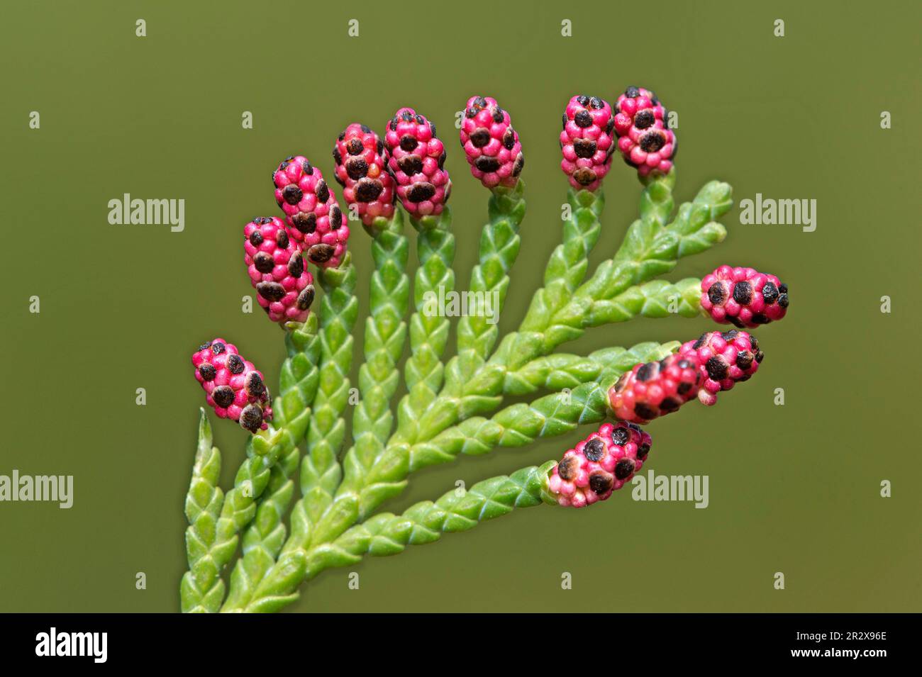 Fleurs mâles rouges du cyprès de Lawson (Chamaecyparis lawsoniana ...