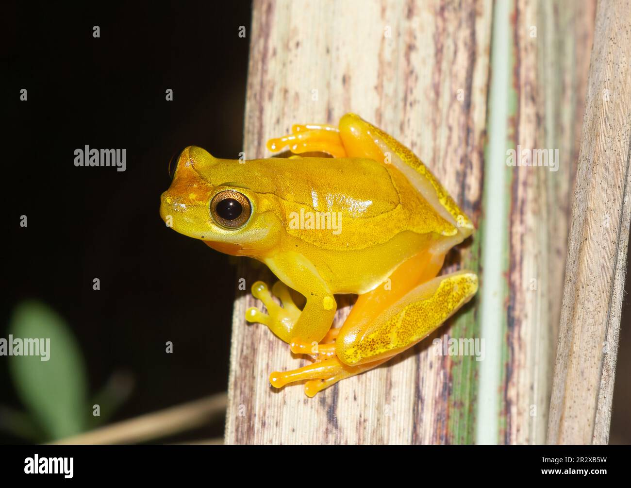 Animales vertebrados anfibios Banque de photographies et d’images à ...