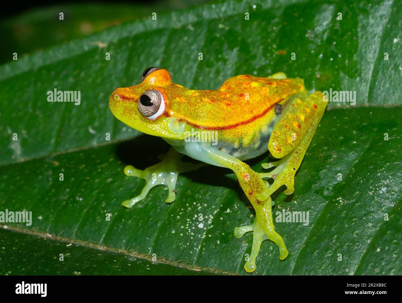 Animales vertebrados anfibios Banque de photographies et d’images à ...