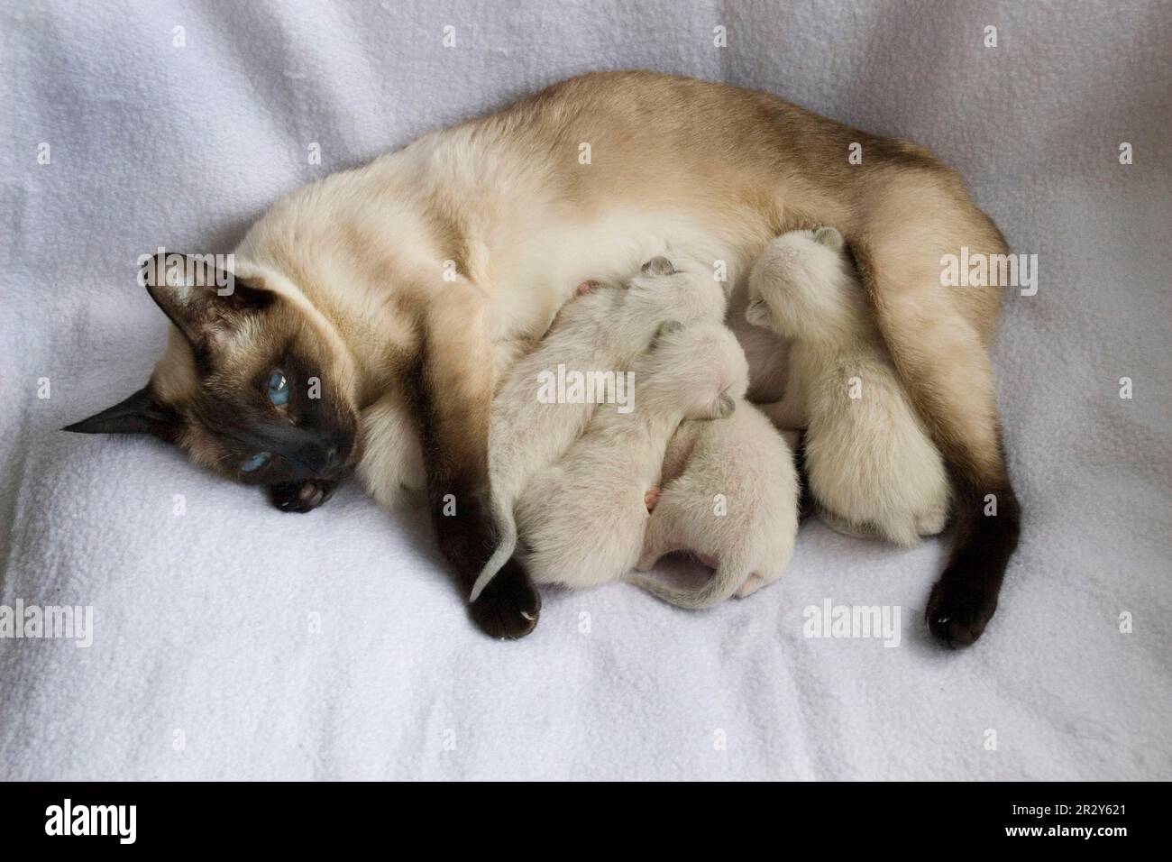 Bébé siamois Banque de photographies et d’images à haute résolution ...