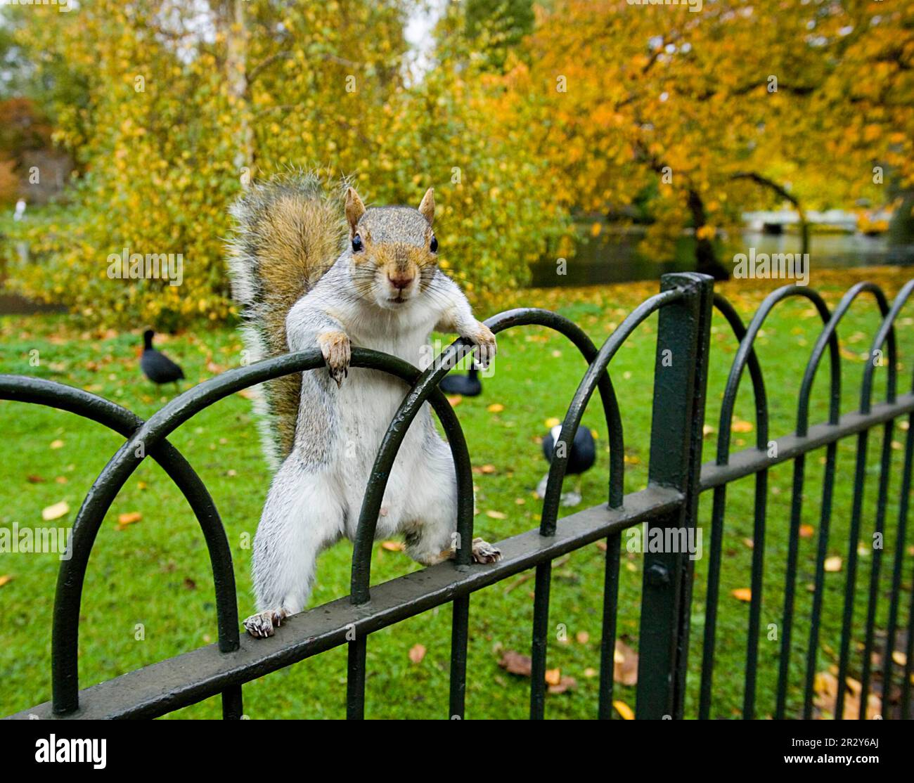 L'écureuil gris de l'est (Sciurus carolinensis) introduit des espèces ...