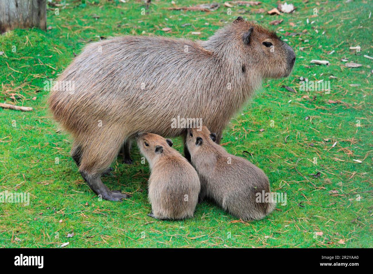 Capybara family Banque de photographies et d’images à haute résolution ...