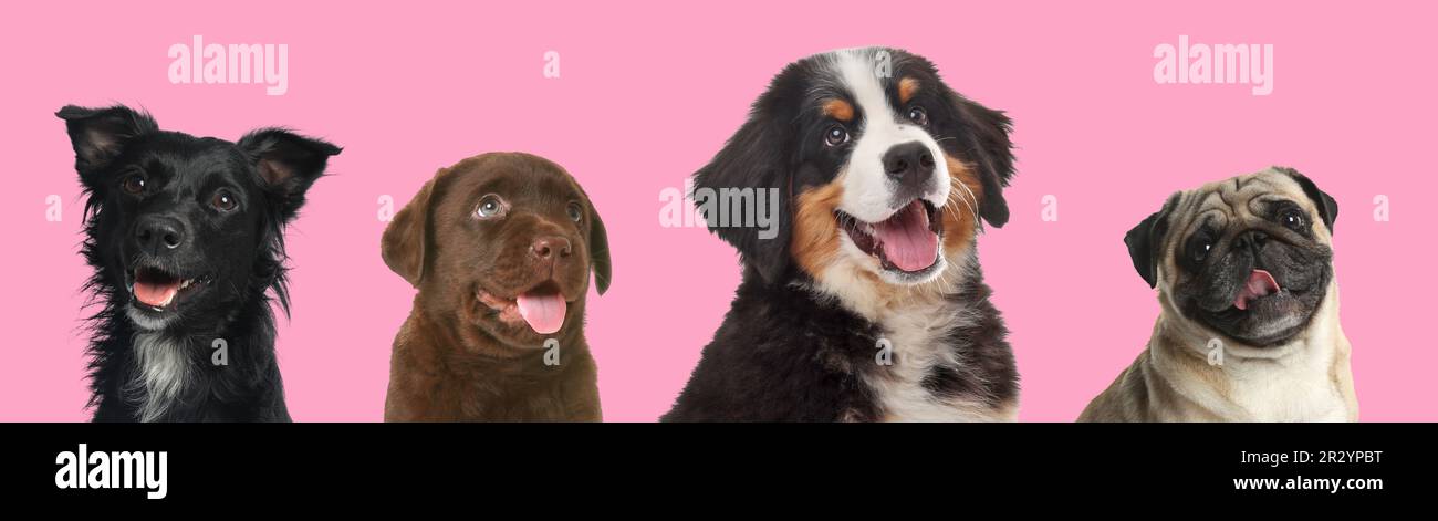 Bouvier bernois chocolate Banque de photographies et d’images à haute ...