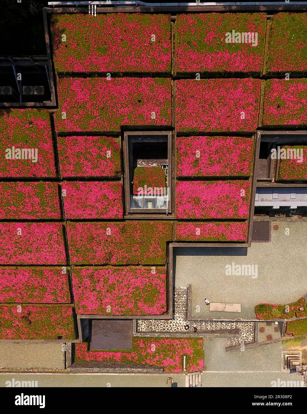 Flowers of Rhododendron indicum (Satsuki in Japanese) are in full bloom ...