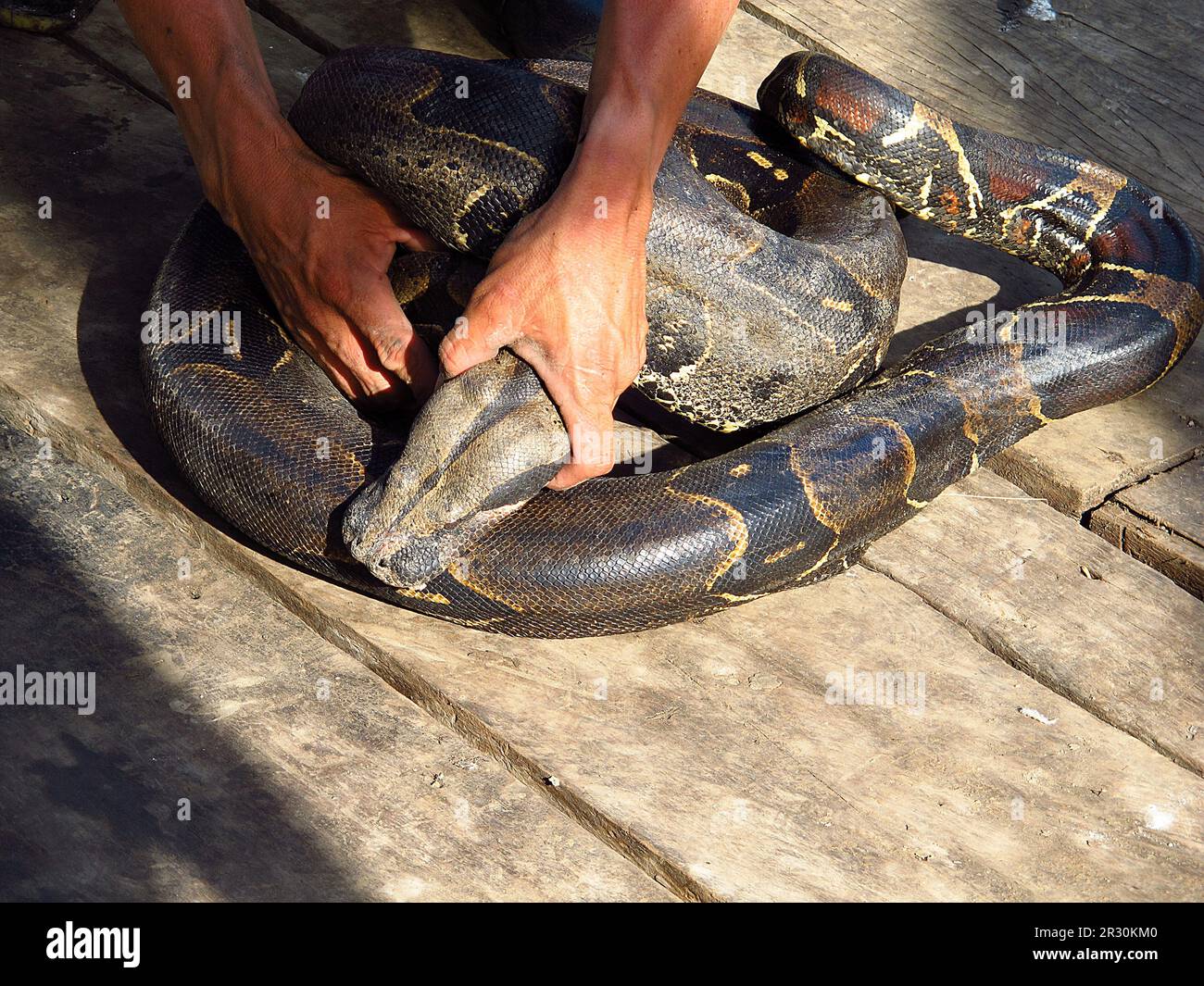 Grand anaconda Banque de photographies et d’images à haute résolution ...