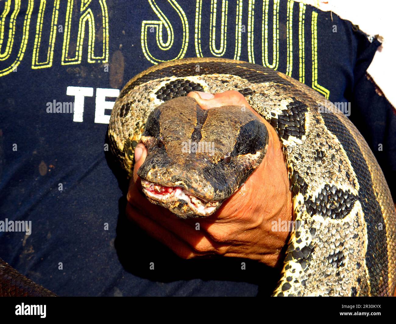 Green anaconda head Banque de photographies et d’images à haute ...