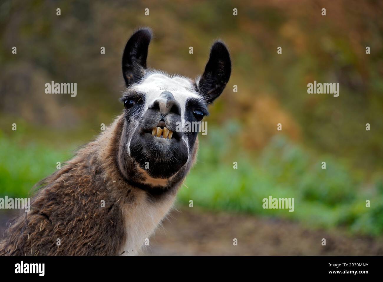 Expression mignonne de lama Banque de photographies et d’images à haute ...