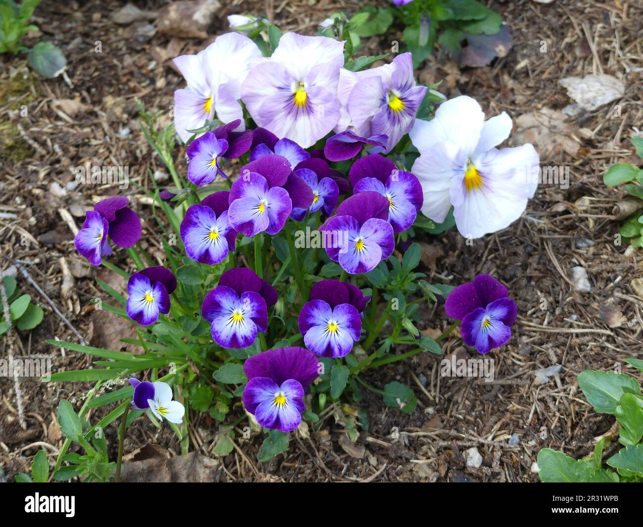 Pansy violet viola x wittrockiana Banque de photographies et d’images à ...