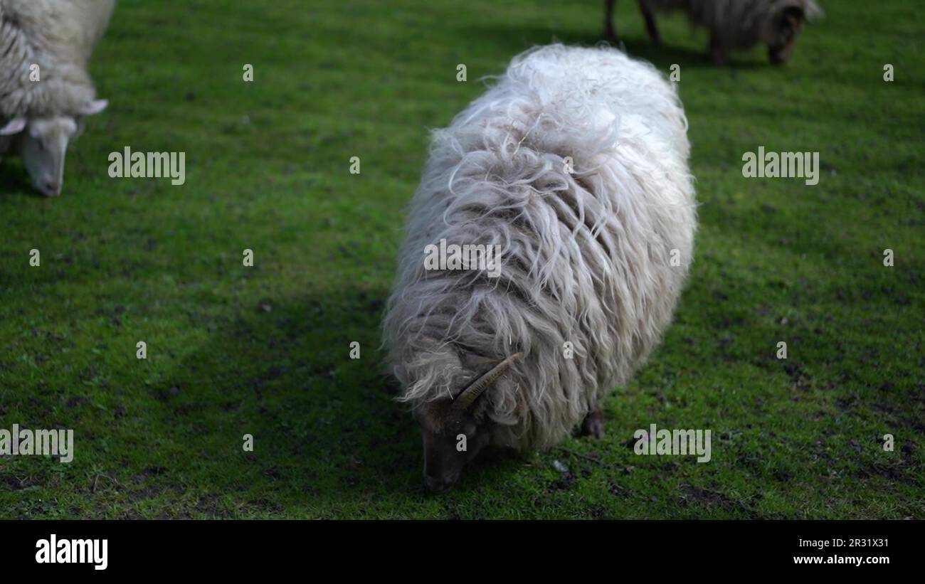 La chèvre blanche à poil long est de grande taille dans la prairie d'un ...