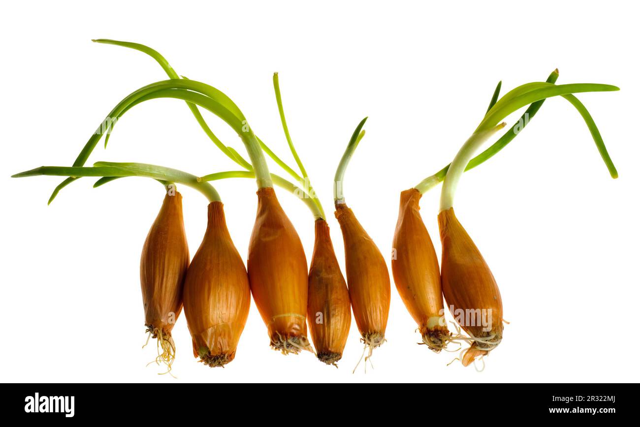 Oignon en germination Banque de photographies et d’images à haute ...
