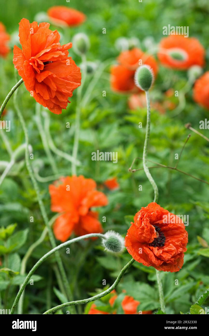 Turkish poppy Banque de photographies et d’images à haute résolution ...