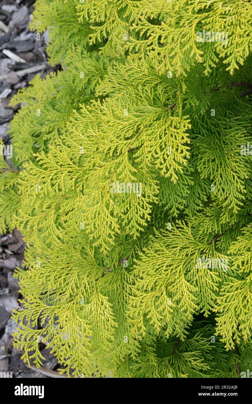 Chamaecyparis obtusa japanese cypress Banque de photographies et d ...