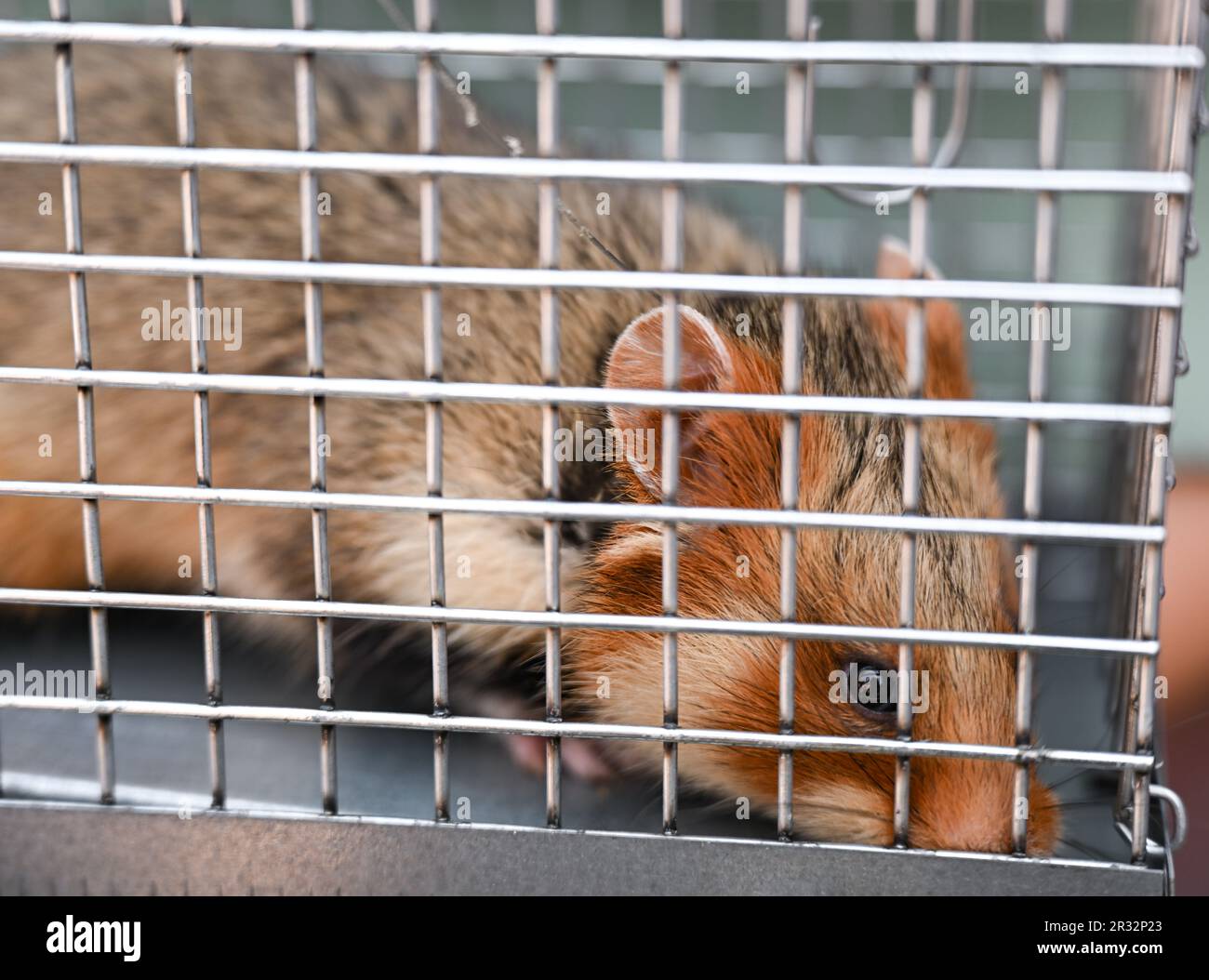 Bergen Enkheim, Allemagne. 22nd mai 2023. Le hamster de champ femelle ...