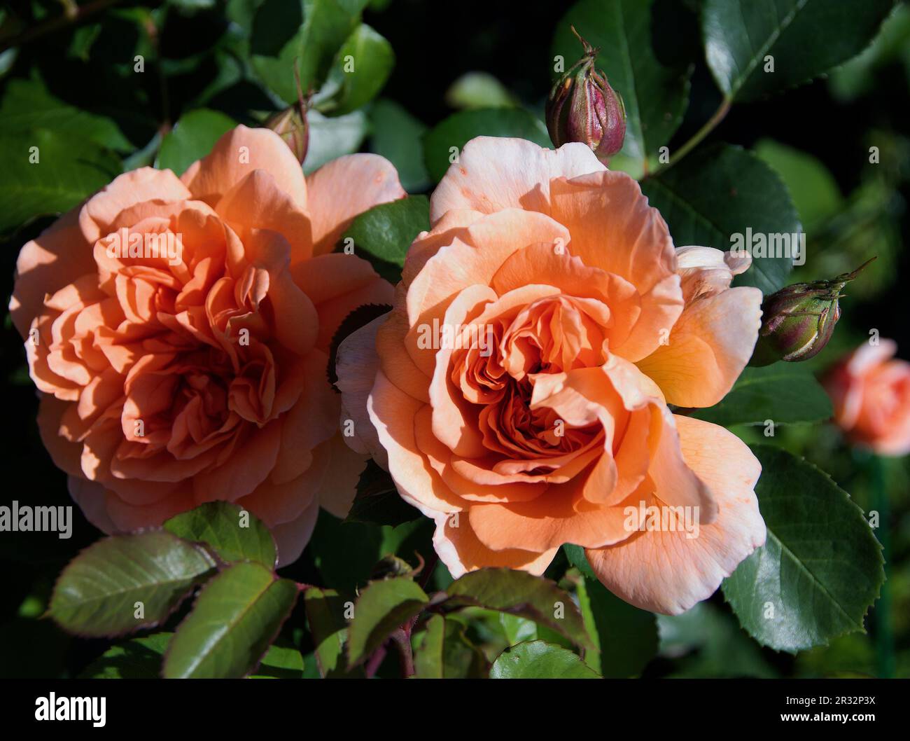 Rosaces de bord Banque de photographies et d’images à haute résolution ...