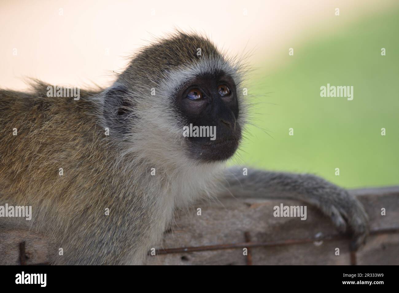 Fauna selvatica animali Banque de photographies et d’images à haute ...