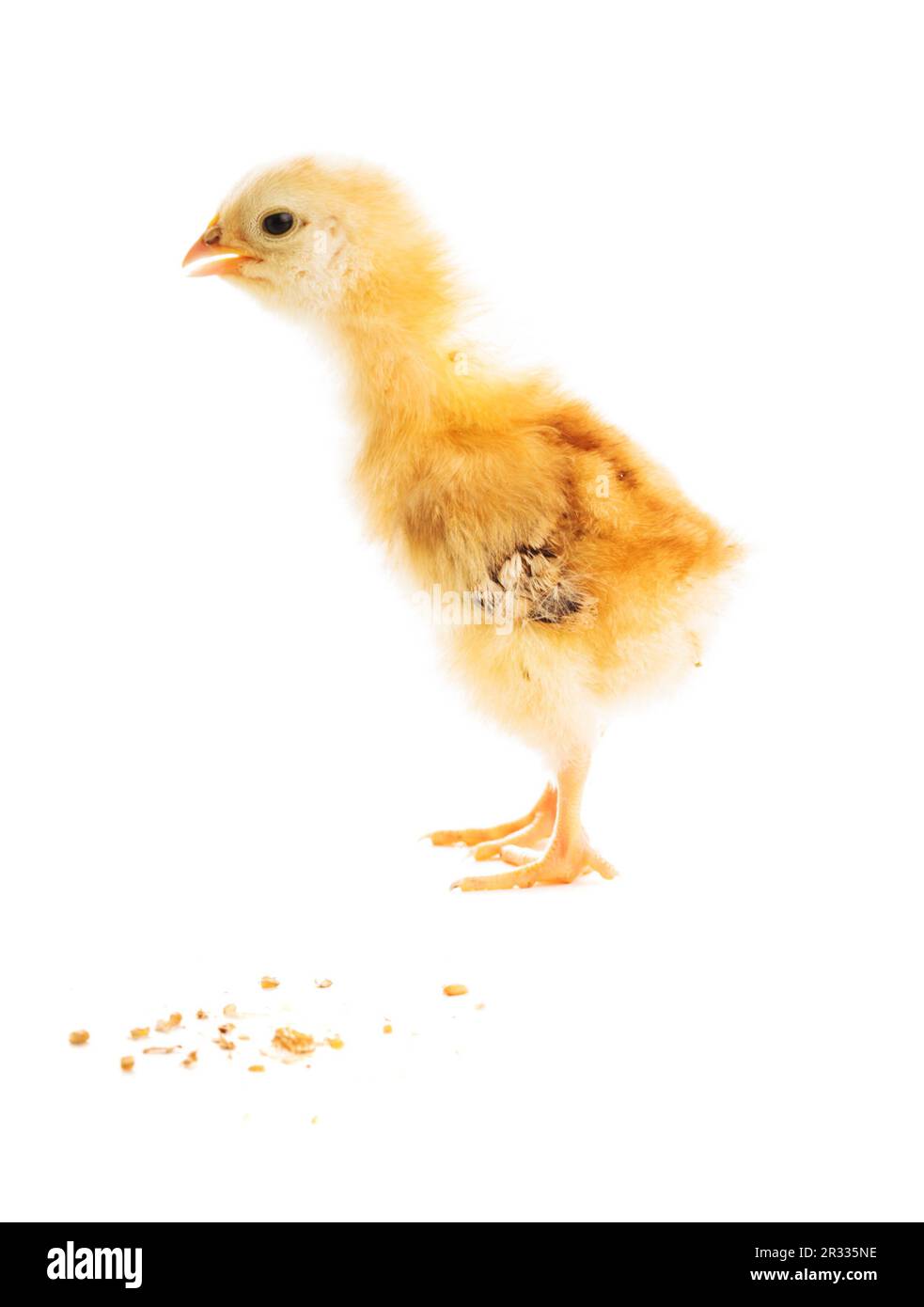 Poussin mignon Banque de photographies et d’images à haute résolution ...