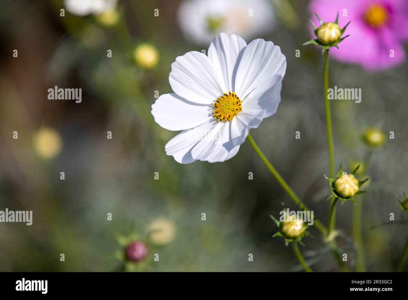 Végétation générique avec des feuilles vertes et des fleurs colorées ...