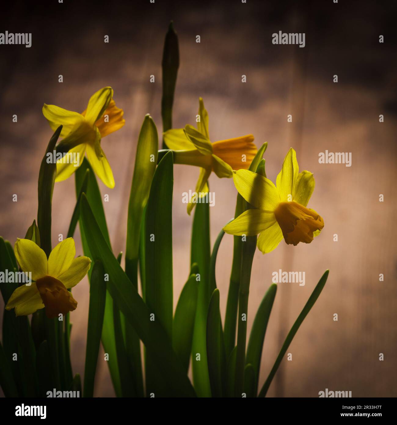 Jonquille jaune Banque de photographies et d’images à haute résolution - Alamy