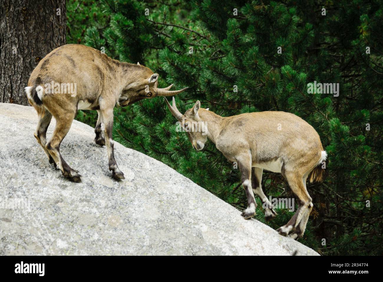Cabra de los alpes ibice Banque de photographies et d’images à haute ...