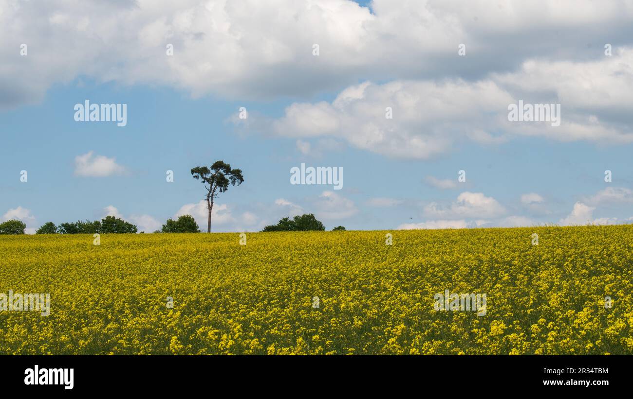 Champs de colza en fleurs Banque de photographies et d’images à haute ...