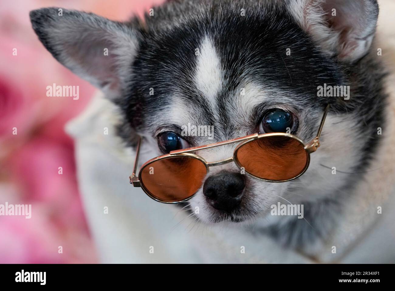 Bogie, a Chihuahua, models a creation by designer Anthony Rubio ...