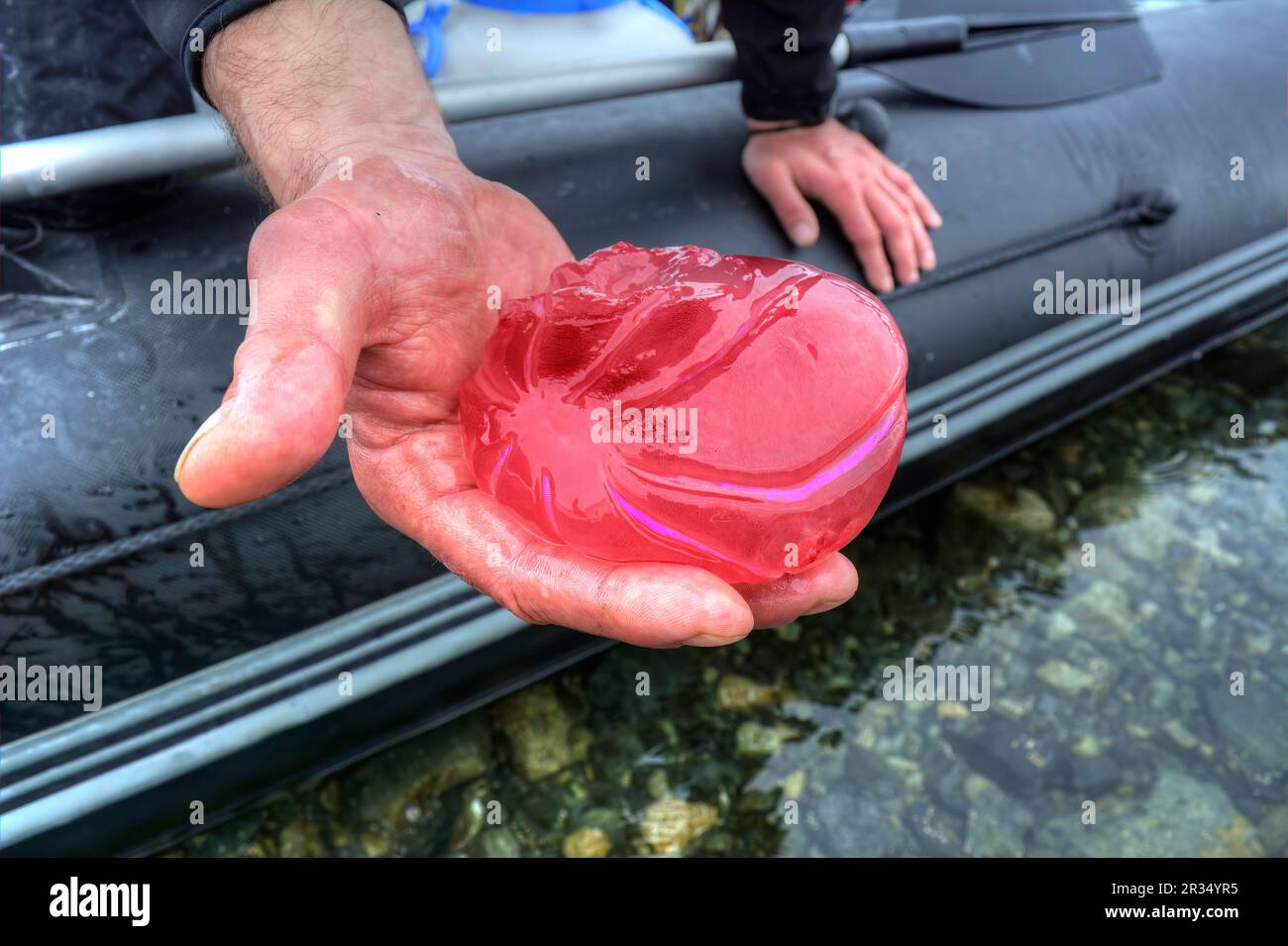 Unique species Banque de photographies et d’images à haute résolution ...