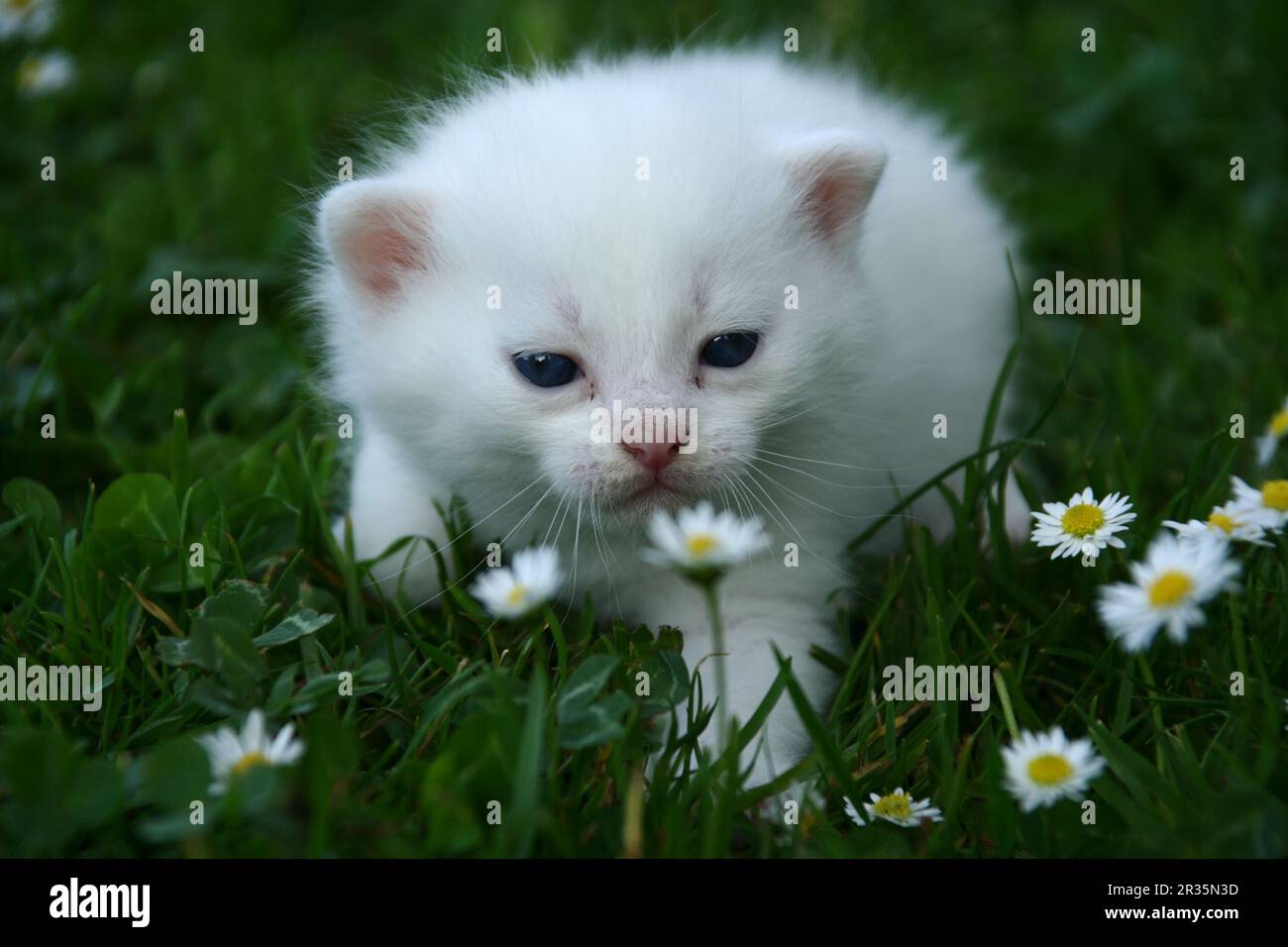 Bébés chats Banque de photographies et d’images à haute résolution - Alamy