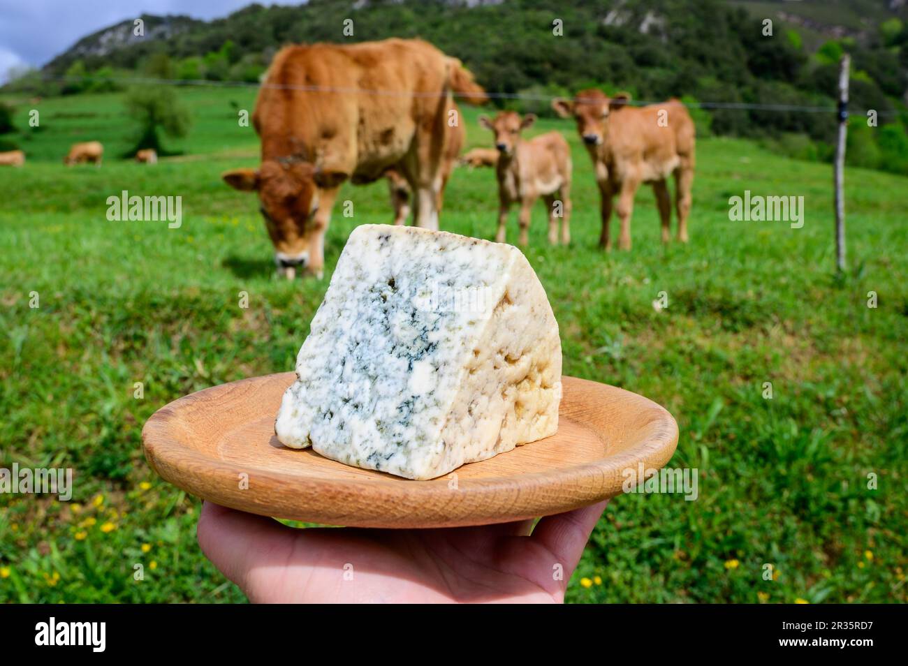 Cabrales, fromage bleu artisanal fabriqué par des producteurs laitiers ...