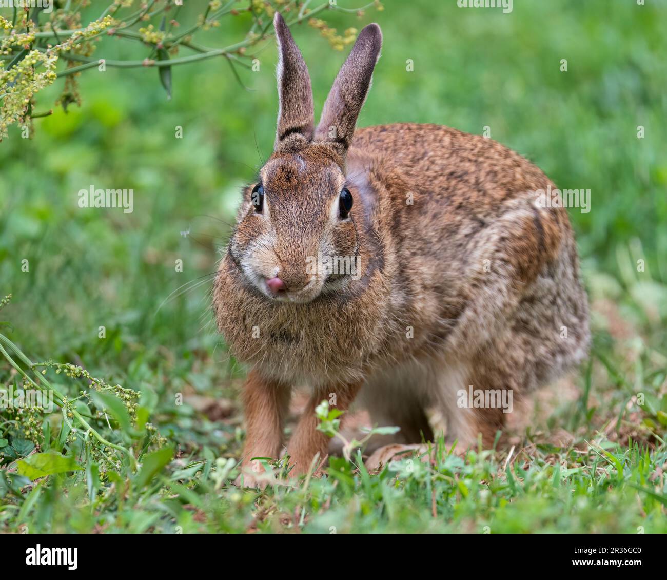 Queue de lapin Banque de photographies et d’images à haute résolution ...