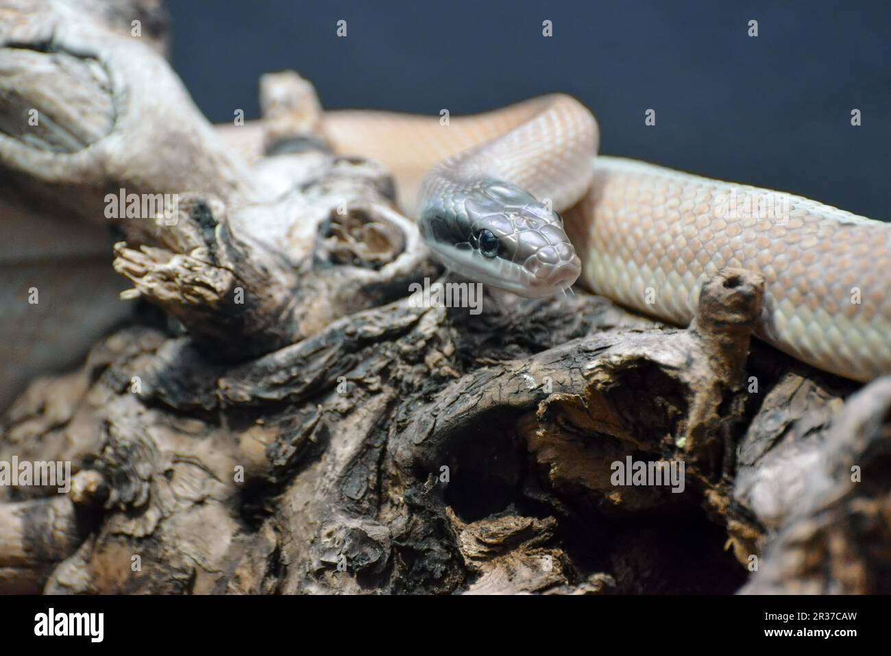 Cave racer snake Banque de photographies et d’images à haute résolution ...