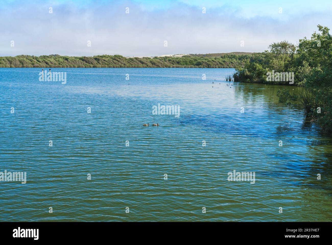 Lac calme et paisible. Oso Flaco Lake zone naturelle, Californie ...