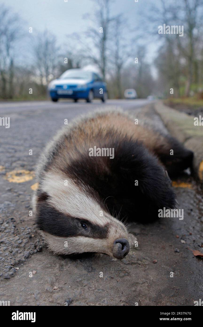 Badger eurasien (Meles meles) adulte, accident de route, mort sur le ...