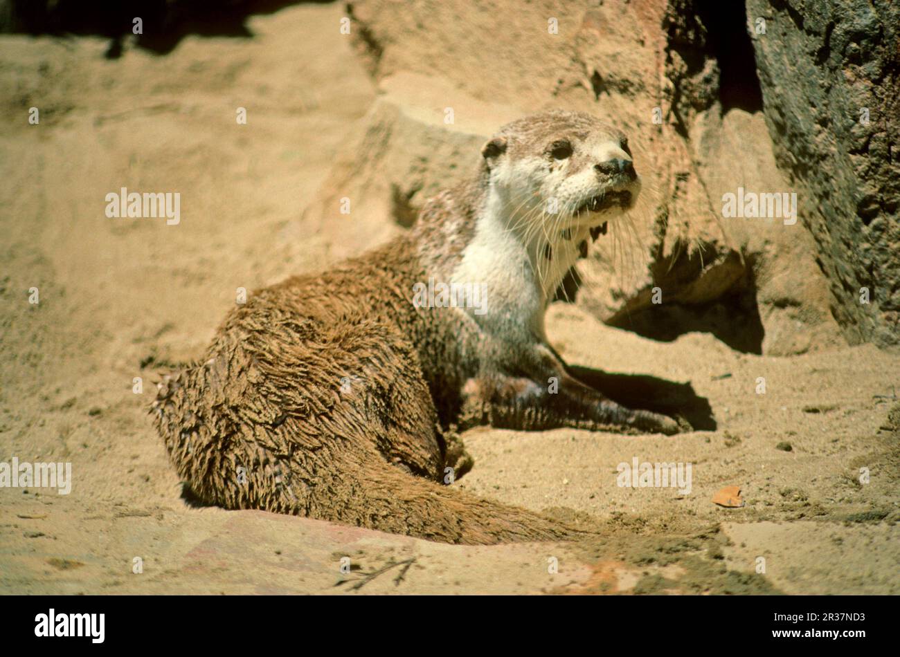 Loutre sans mâchoire africaine (Aonyx capensis), martre, prédateurs ...