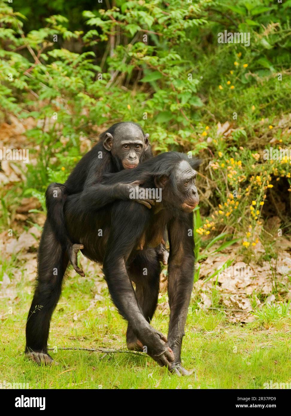 Bonobo, chimpanzé pygmée (Pan paniscus), bonobos, bonobos, singes ...