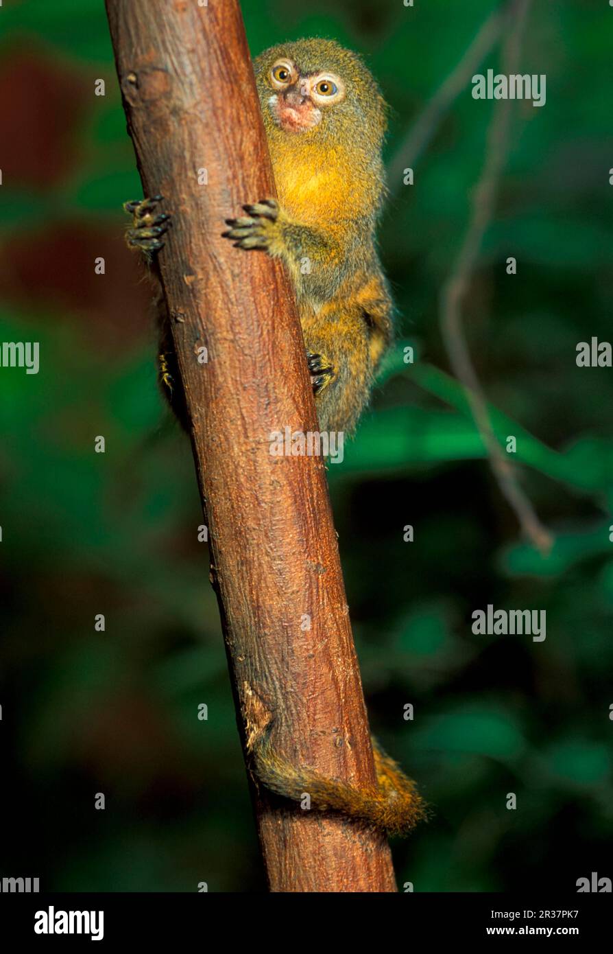 Marmoset pygmée (Cebuella pygmaea), marmoset pygmée, singes, marmosets ...