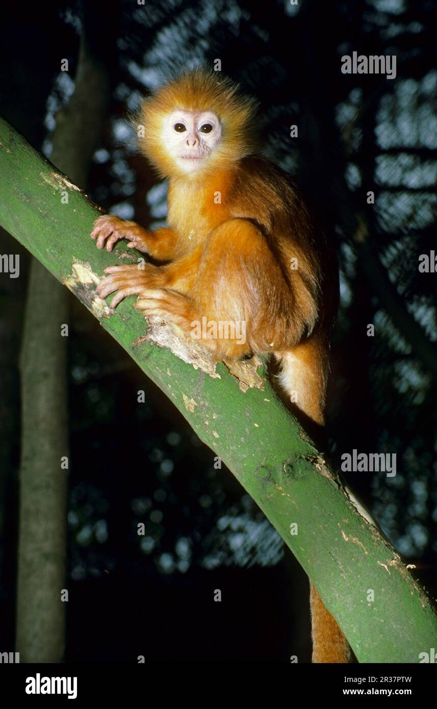 Presbytis cristatus, Presbytis cristata cristatus, Silver Crested ...