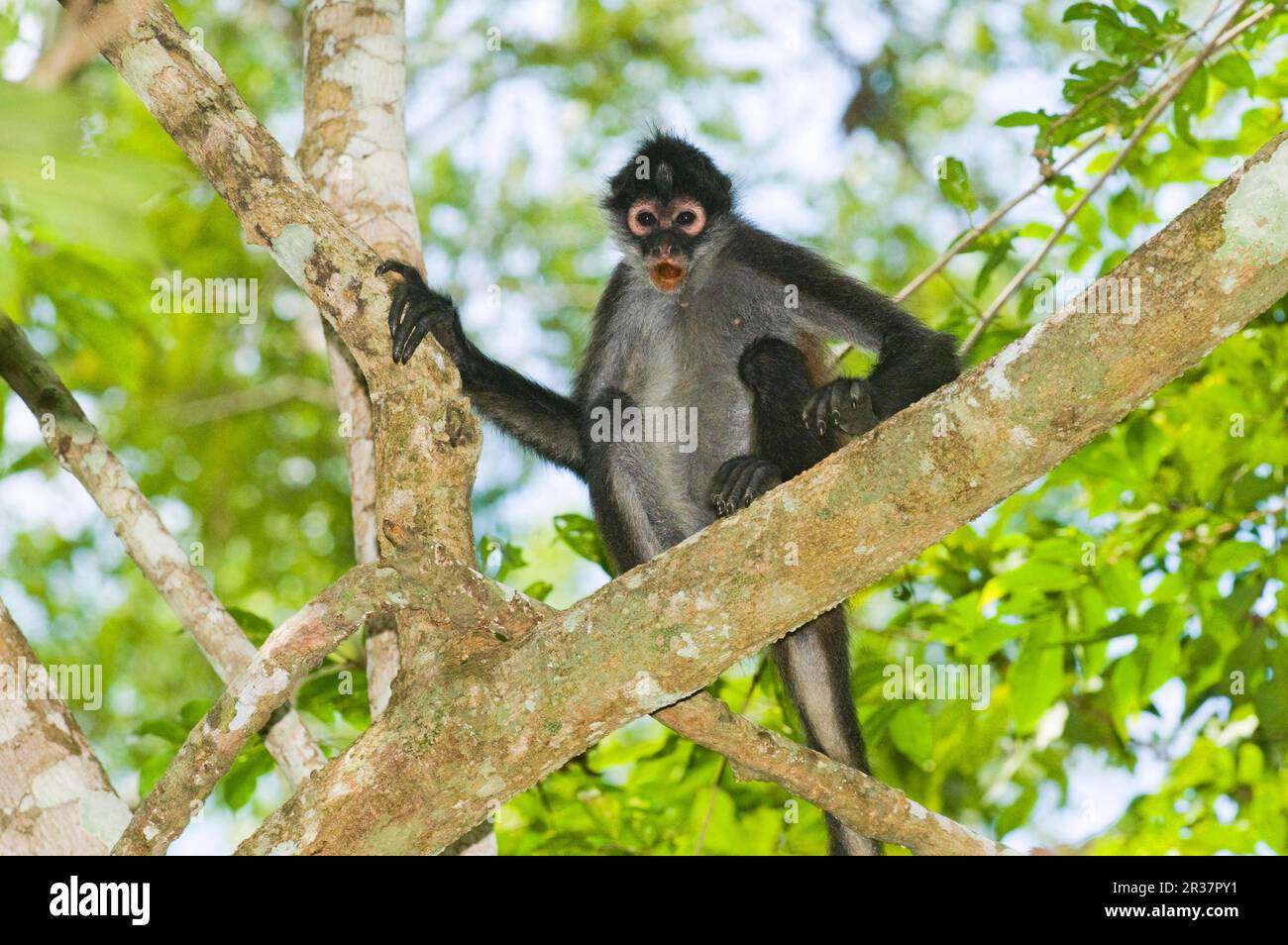 Singe araignée de Geoffroy, singes araignées de geoffroy, singe ...