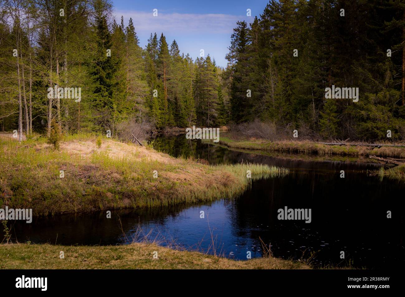 Photos du matin des forêts autour de la ville de Ludvika en Suède Photo ...