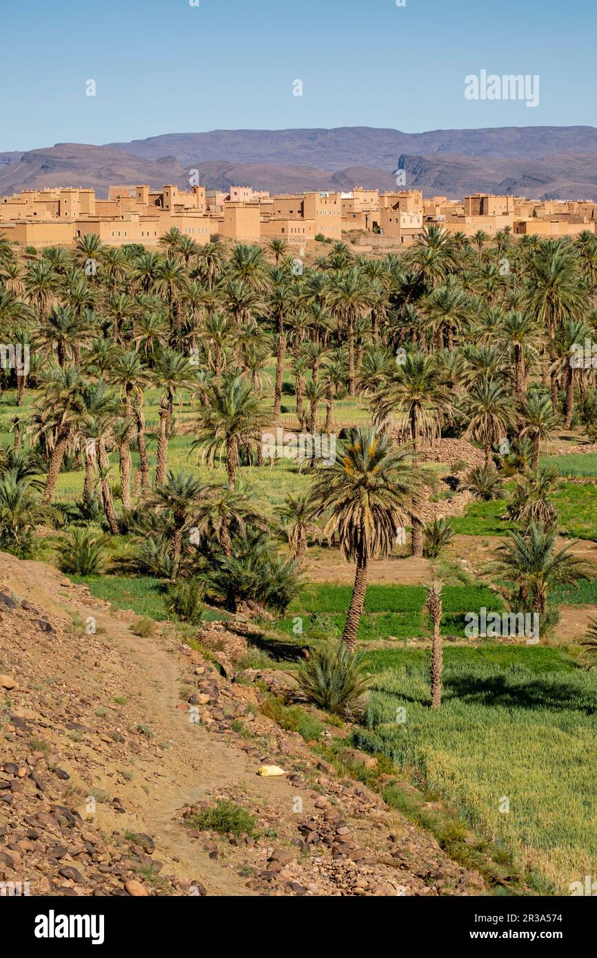 Afrique du nord palmiers dattiers maroc Banque de photographies et d ...