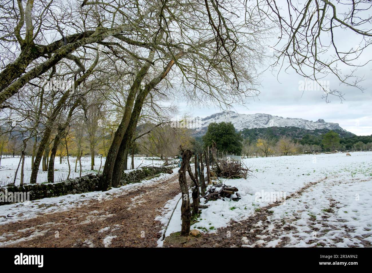 Camí vell de Pollença un Lluc, finca pública de Binifaldó, Varese ...