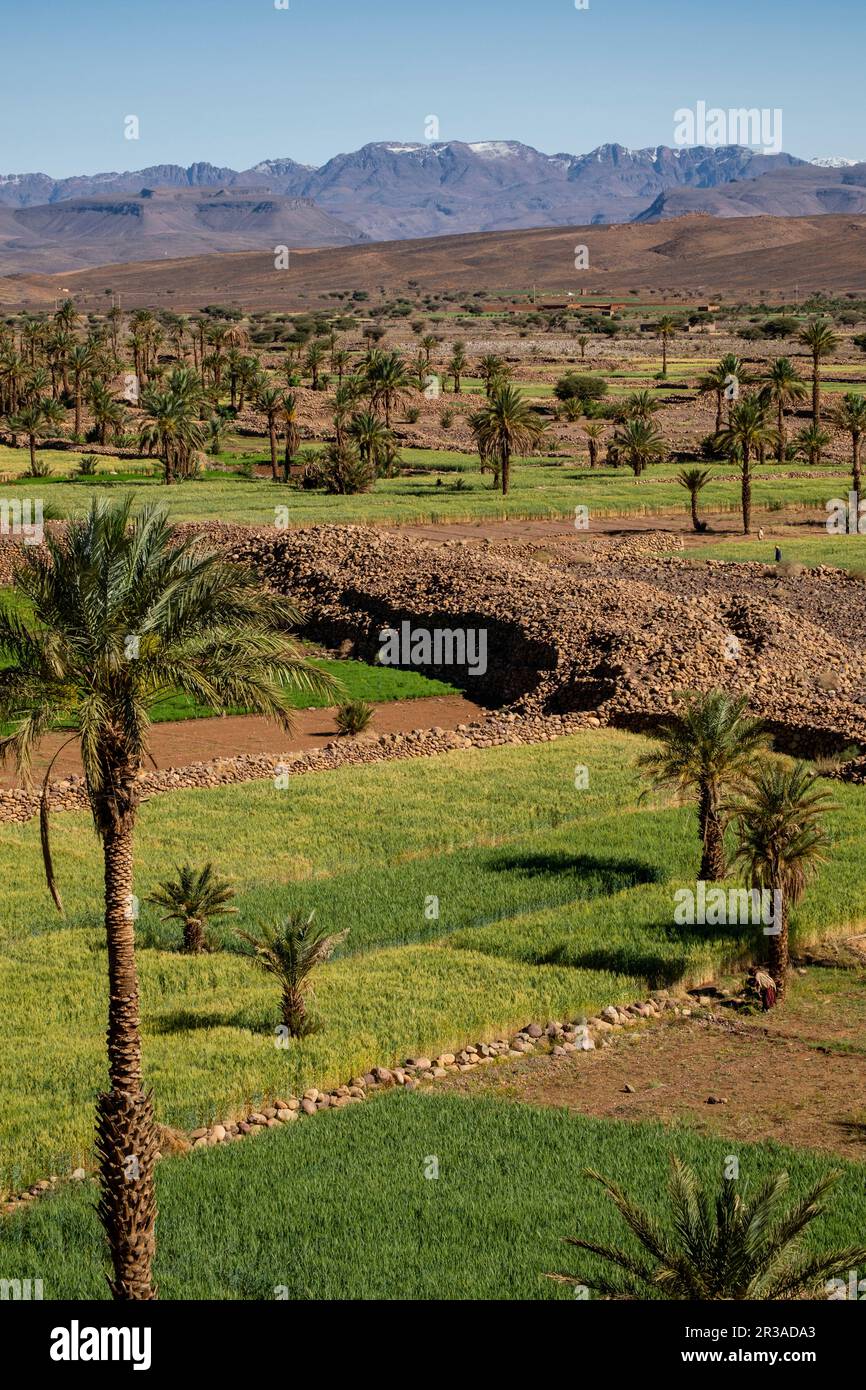 Afrique du nord palmiers dattiers maroc Banque de photographies et d ...
