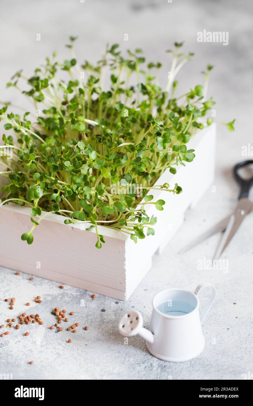 Gros plan des microverts radis dans la boîte en bois blanc. Germination ...