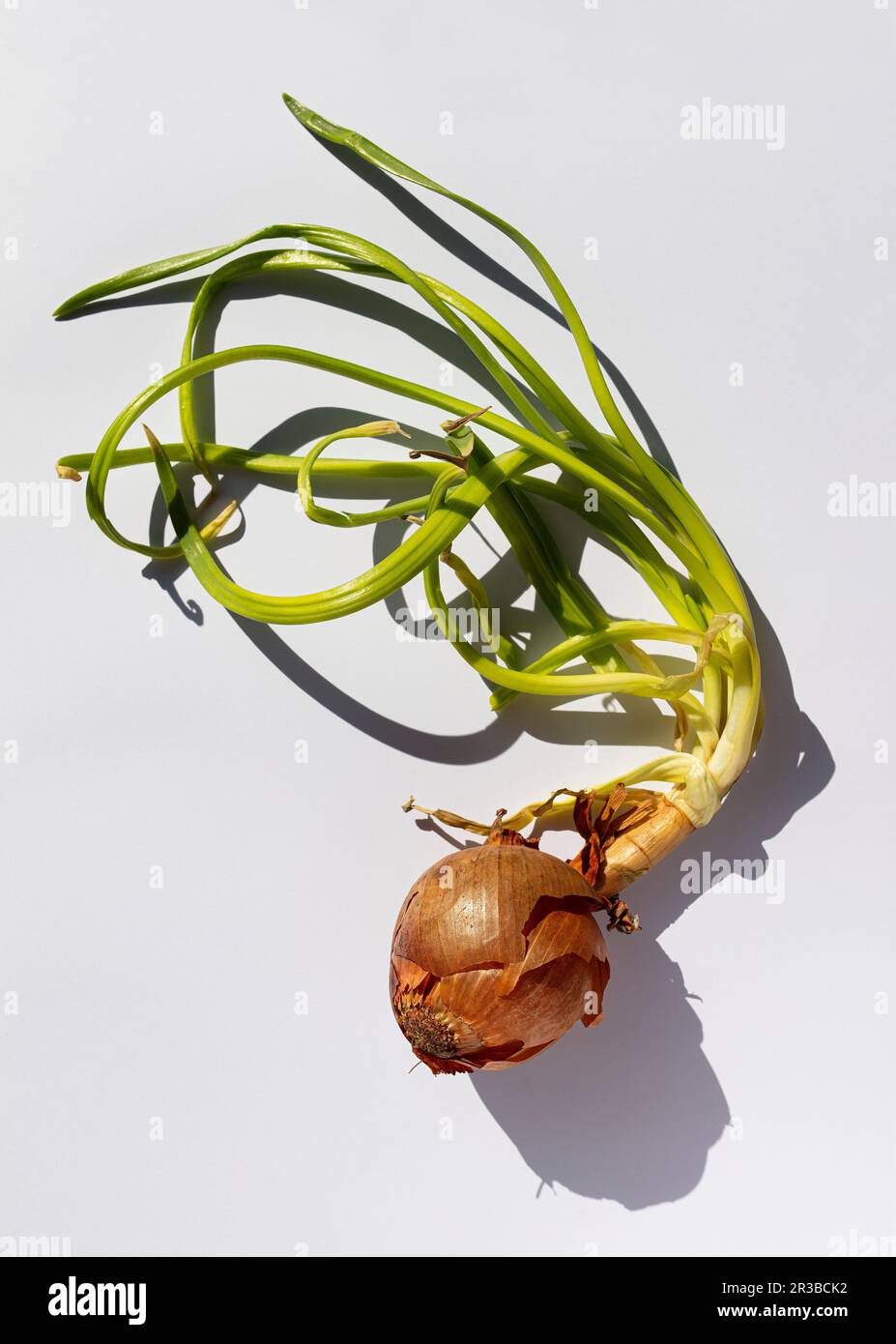 Oignon en germination Banque de photographies et d’images à haute ...