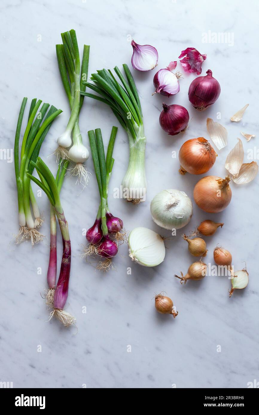 Different types of onions Banque de photographies et d’images à haute ...