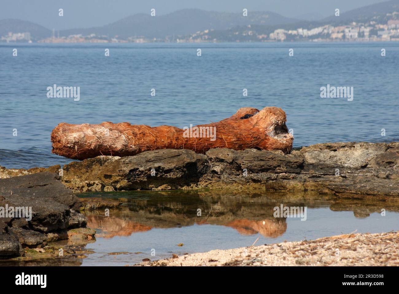 Un tronc d'arbre lavé sur la plage à CAN Pastilla dans la baie de Palma Majorque ou Majorque ...